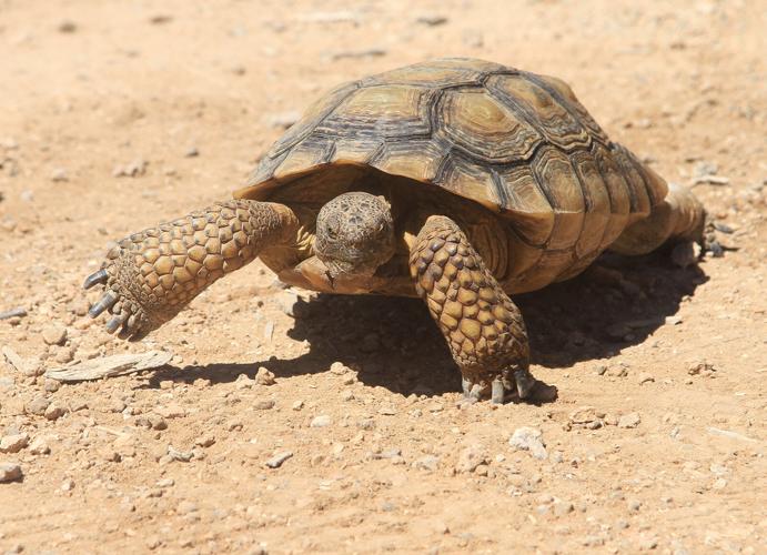 All about reptiles | Dig it Kingman hosts educational event | Features ...