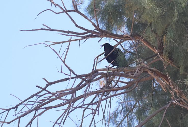 Nature Notes | Ravens' rivalry with owls | Features | kdminer.com