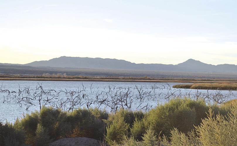 Reclamation releases Topock Marsh project timeline, addressing low ...