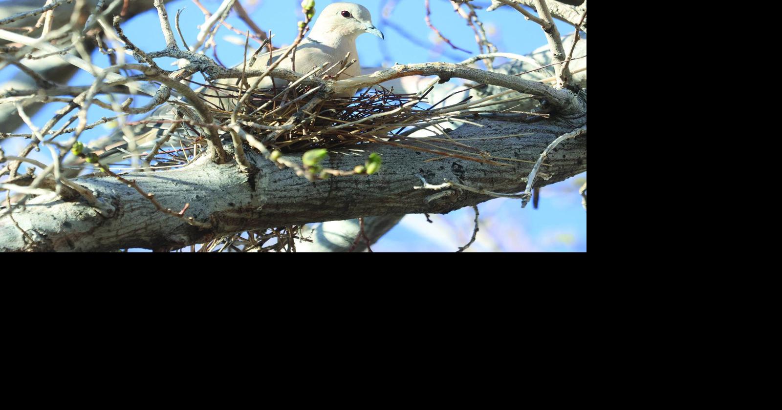 Nature Notes | Spring is springing, and the birds are singing ...