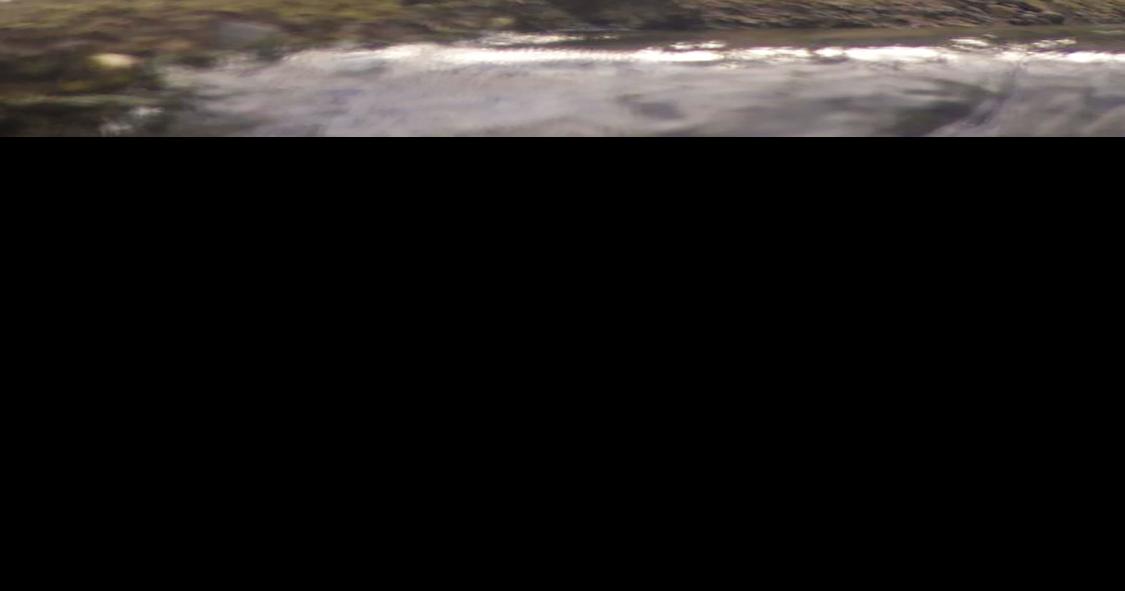 Mexican Gray Wolf: The reintroduction of a predator | | kdminer.com