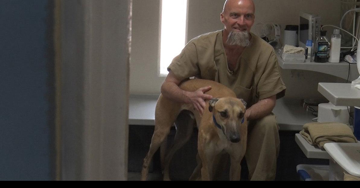 Inmates at Arizona prison prepare retired greyhound racers to live with ...