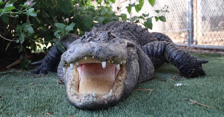 Clem the angry alligator: Mohave County gator has a nasty disposition ...