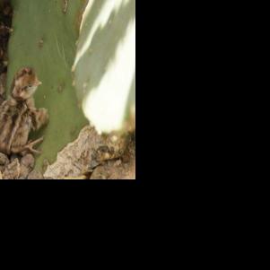 Photo: Quail in Cactus | | kdminer.com