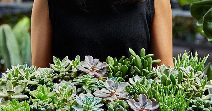 Mountain Gardener | Insiders tips to local gardening | Features ...