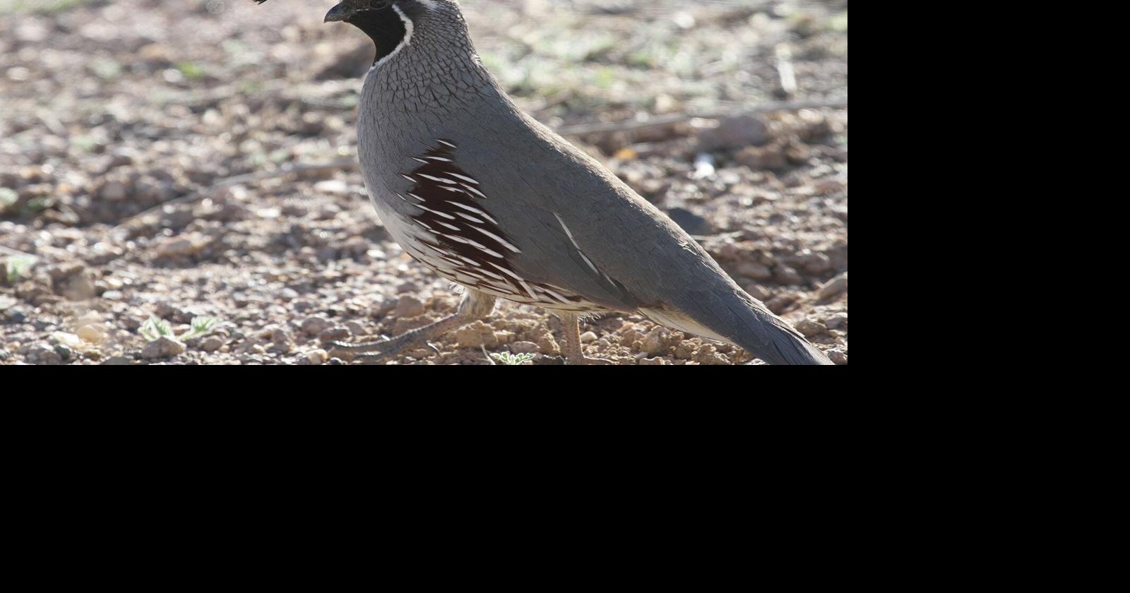 the Great Outdoors | Fall bird season: Quail hunt expected to be decent ...