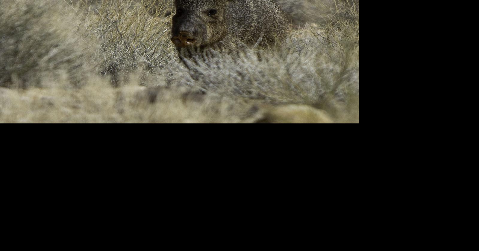 Nature notes | Javelina aka Collared Peccaries | Local News | kdminer.com