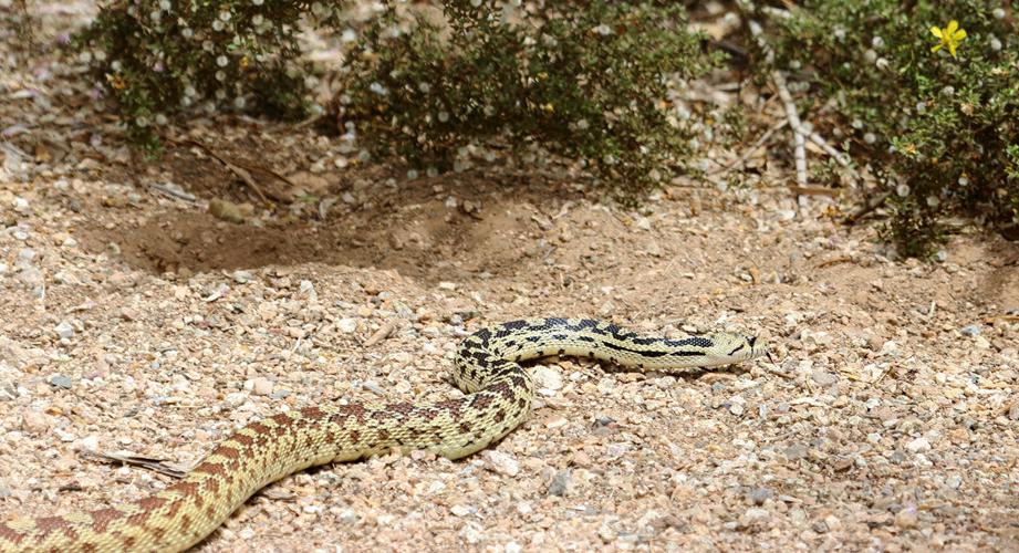 gopher snake oregon