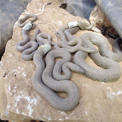 AZGFD Summer Wildlife Series begins Friday | | kdminer.com