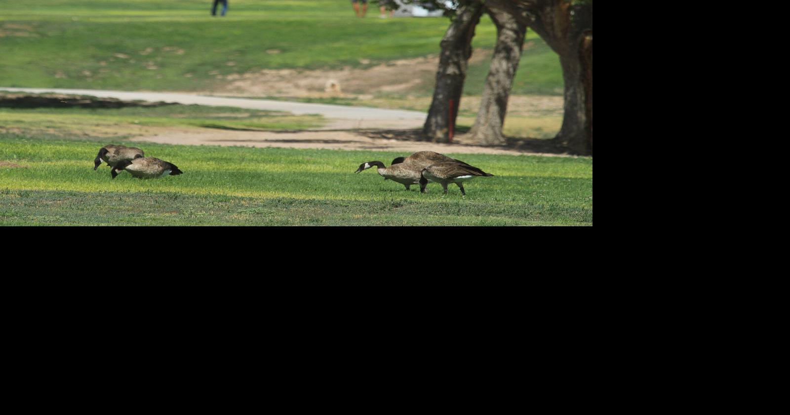 Kingman considering new master plan for Cerbat Cliffs Golf Course ...