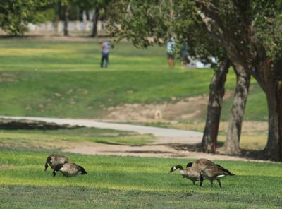 Kingman considering new master plan for Cerbat Cliffs Golf Course ...