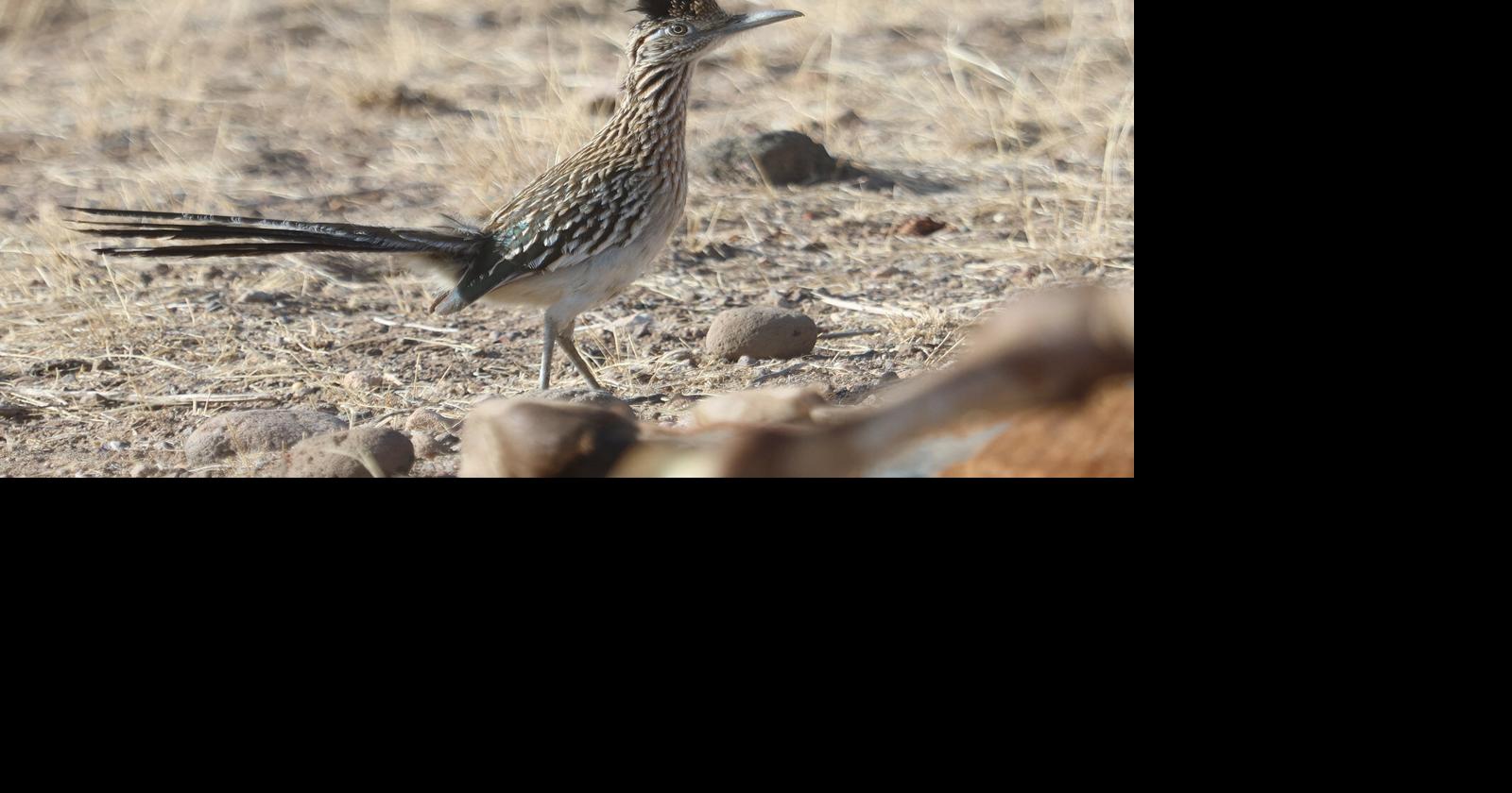 Nature Notes | Full body shots of the ever elusive road runner, and ...