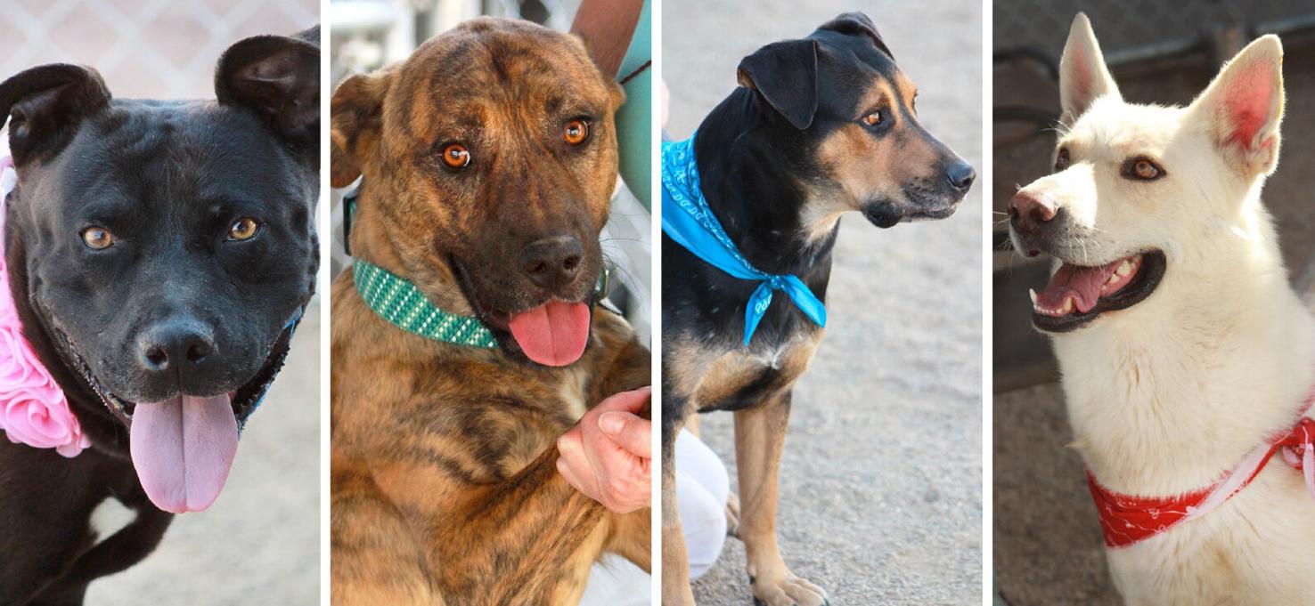 Puppies, dogs, cats and kittens available for adoption this week at ...