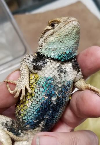 spiny desert lizard