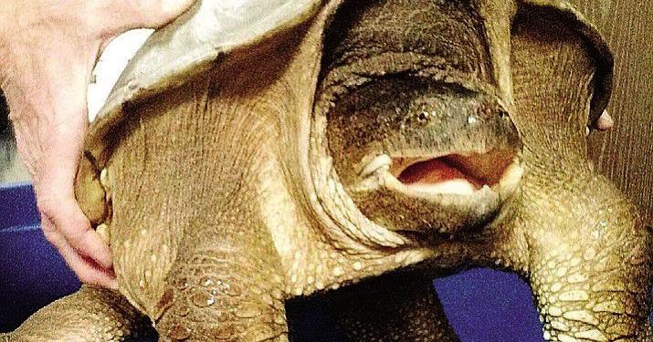 40-pound snapper turtle found at Montezuma Well | | kdminer.com