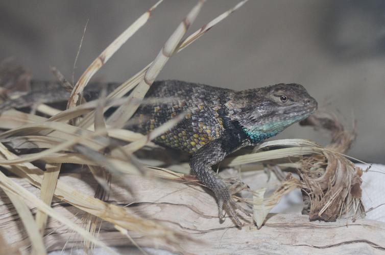 Nature notes | Desert spiny lizard: What’s that in the bird seed ...