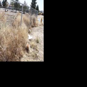 Letter: Tumbleweed embarrassment | | kdminer.com