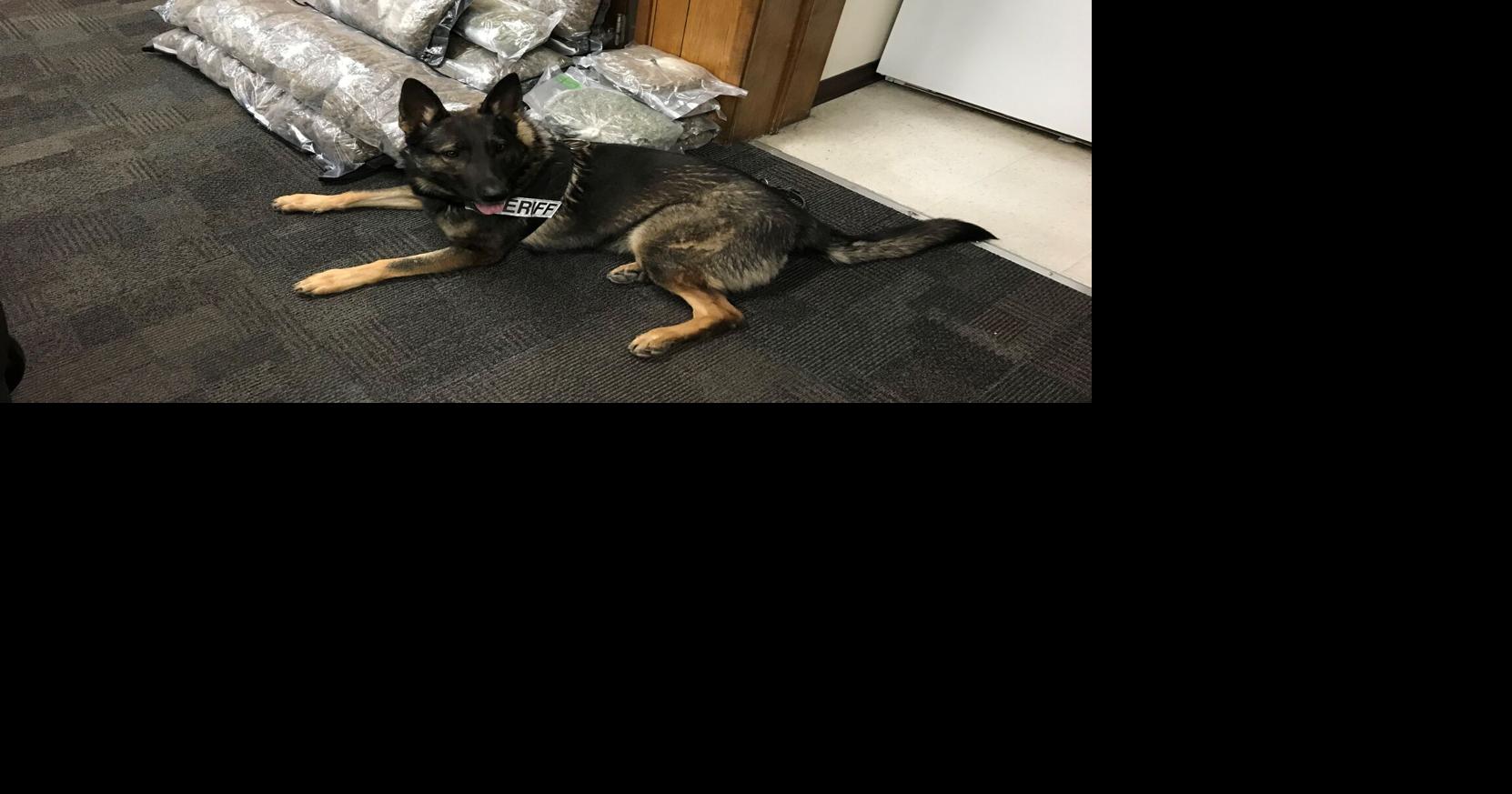 Sheriff’s K9 Bruno sniffs out 75 pounds of pot on I-40 | | kdminer.com