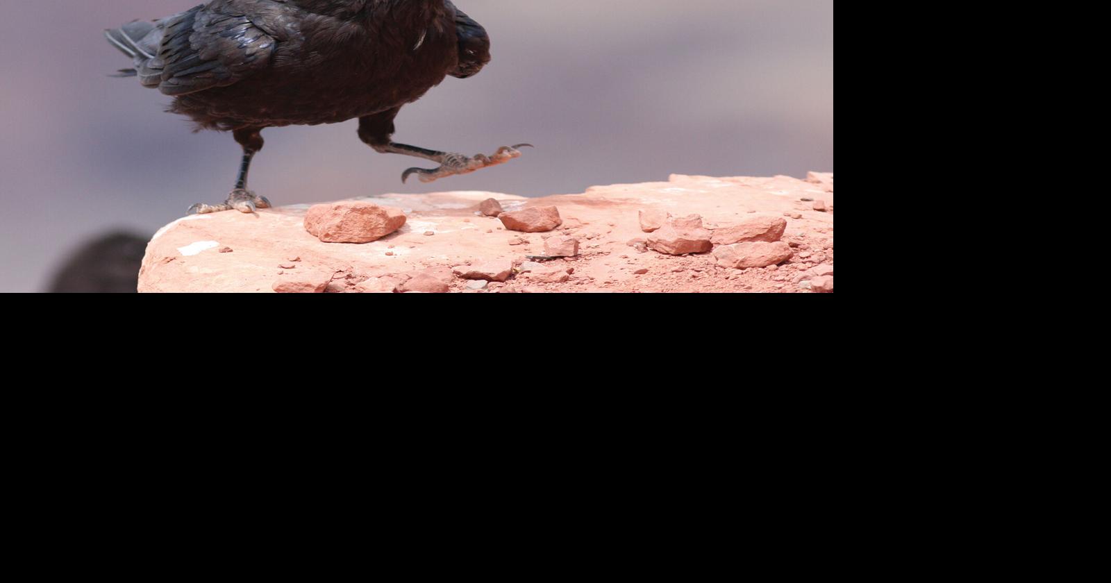 Nature Notes | Looking back, before moving forward | Features | kdminer.com