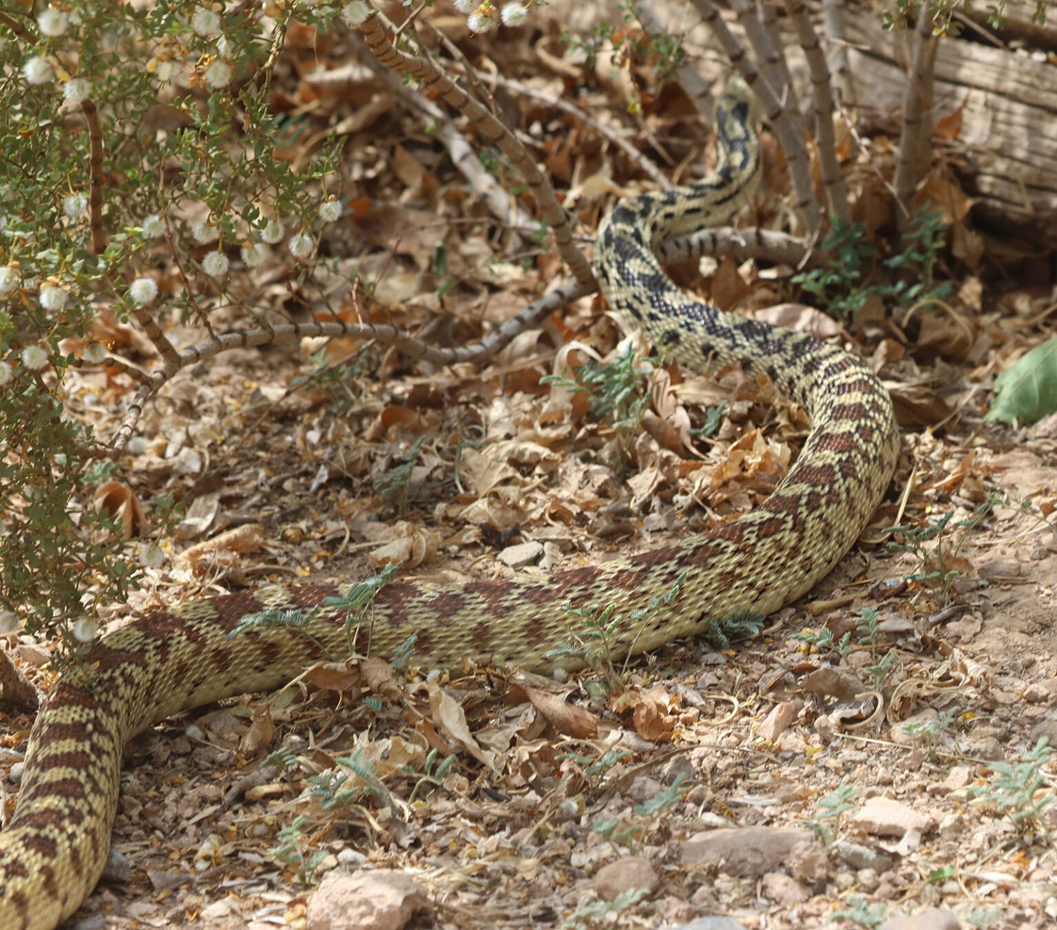 Nature Notes | Gopher snakes: Free rodent control | News | kdminer.com