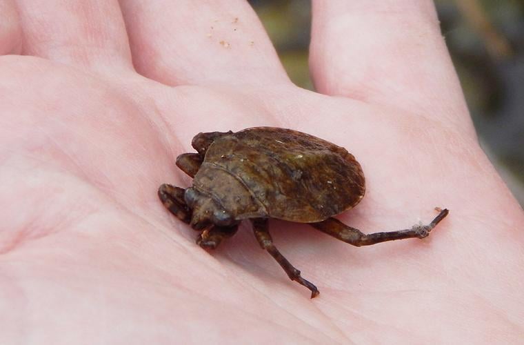 Nature Notes | Big bugs | Features | kdminer.com
