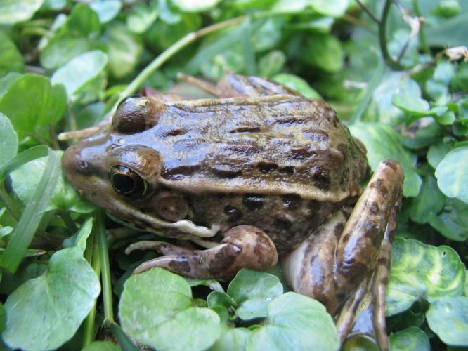 Colorado River no longer suitable for some amphibians, but conservation ...