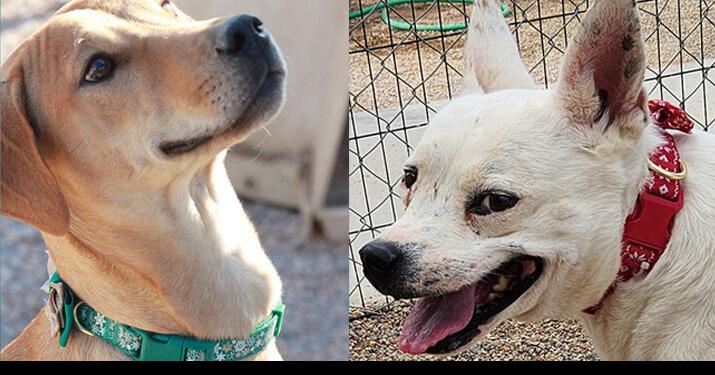 Dogs and cats available for adoption at PetSmart during adoption week ...