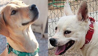 Dogs and cats available for adoption at PetSmart during adoption week ...