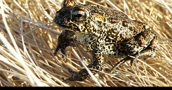 Rare toad fight similar to landmark endangered species case | National ...