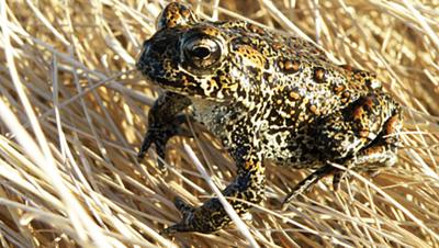 Rare toad fight similar to landmark endangered species case | National ...