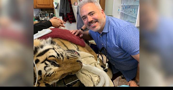 Tiger dentist: Local dentist had a tiger by the teeth | Archives ...