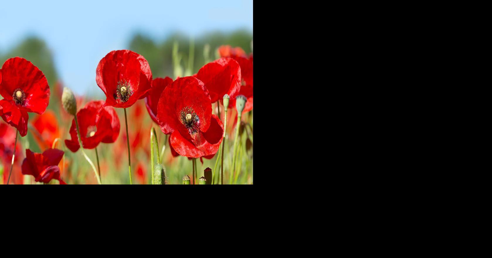 A red poppy: The flower of remembrance | Features | kdminer.com