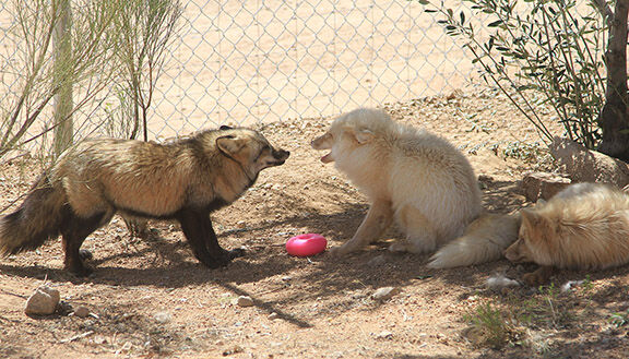 Foxes rescued from fur farm find home at Keepers of the Wild | Features ...