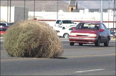 Those tricky, tumblin' tumbleweeds | Features | kdminer.com