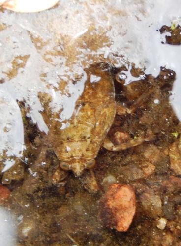 Nature Notes | Big bugs | Features | kdminer.com