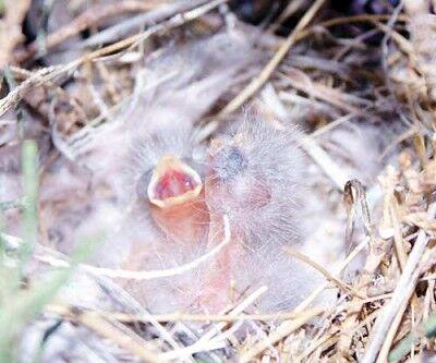 Kingman Photos: House Finch Hatchlings | Features | kdminer.com