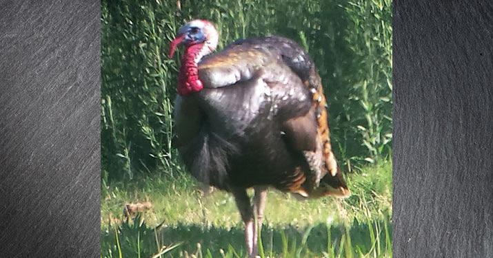 Hunting turkeys in Nevada can be a chess match | Features | kdminer.com