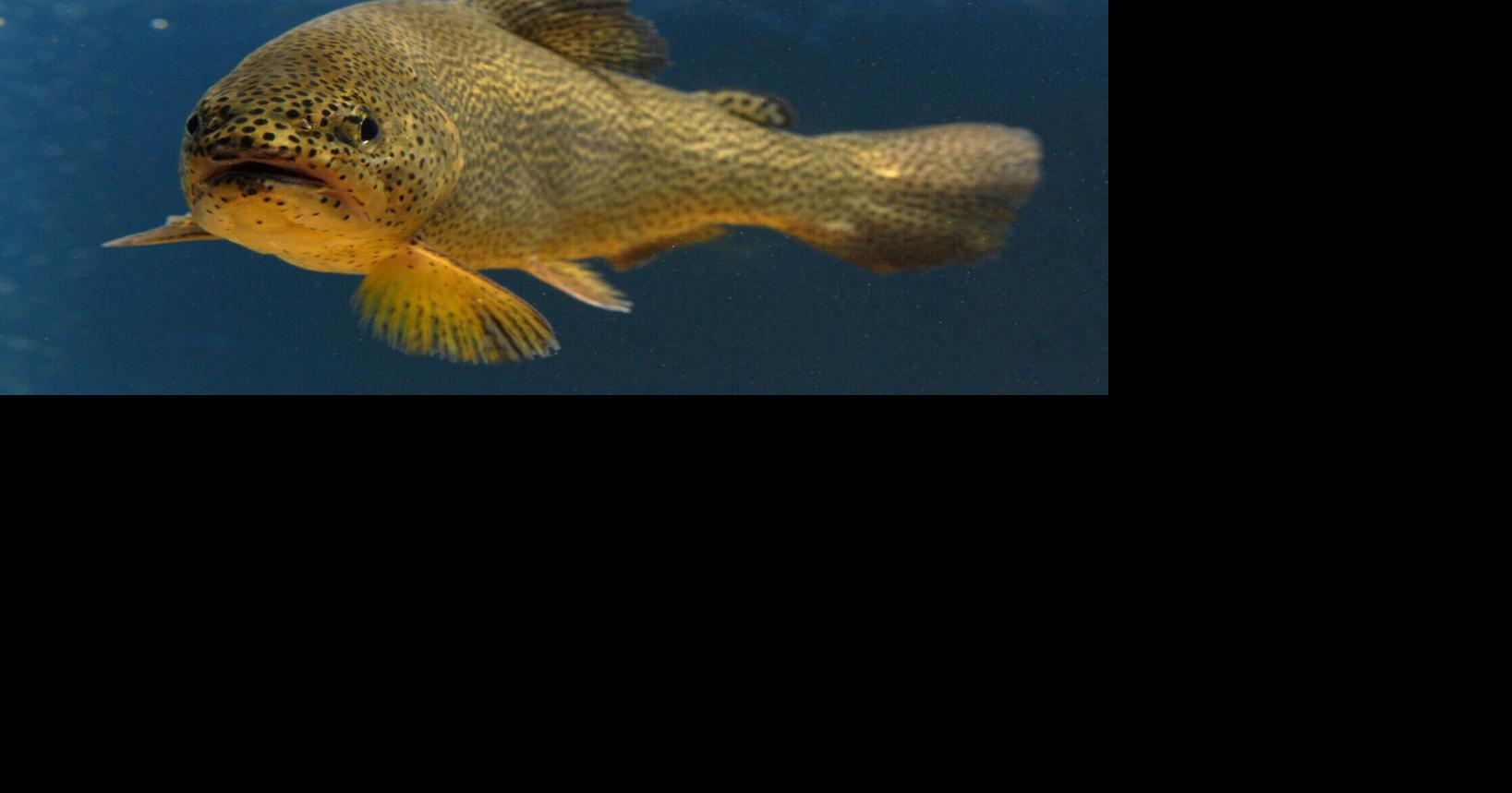 Apache trout removed from endangered species list after decades of ...