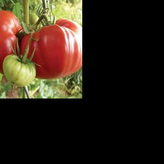 Rev up your taste buds with garden-grown tomatoes | Features | kdminer.com