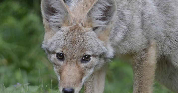AZGFD conducting aerial gunning of coyotes | | kdminer.com