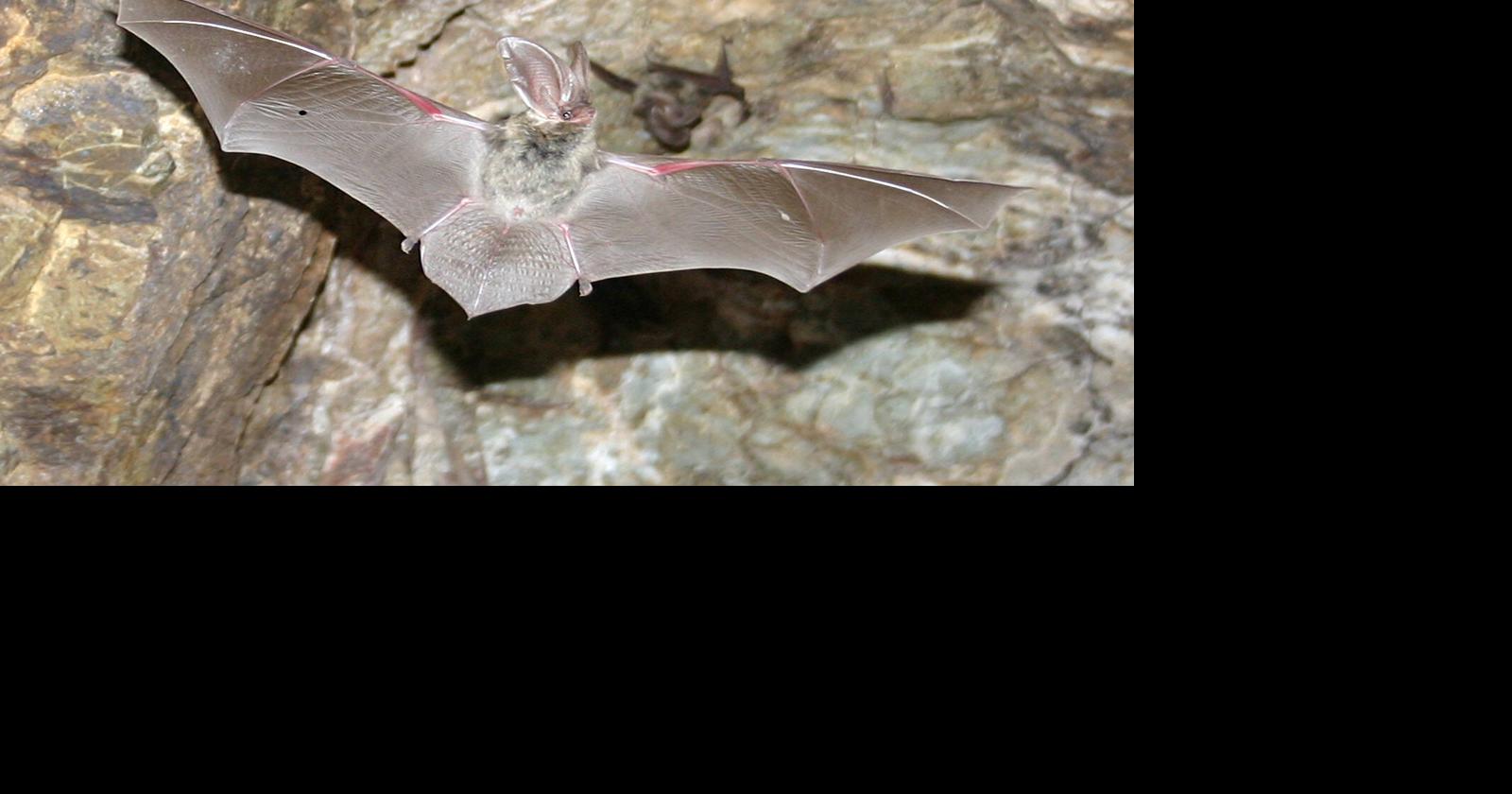 Nature notes | Bats: Creepy critters - not so much | Lifestyles ...