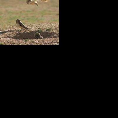 Kingman Photo: Grounded birds | | kdminer.com