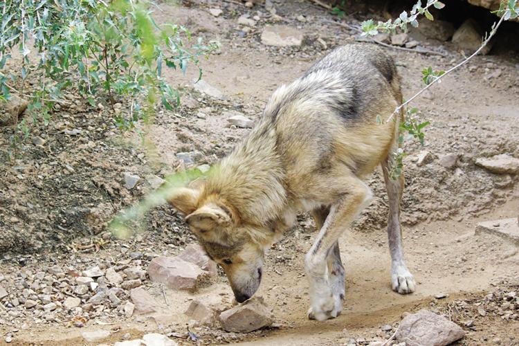 Mexican Gray Wolf: The reintroduction of a predator | | kdminer.com