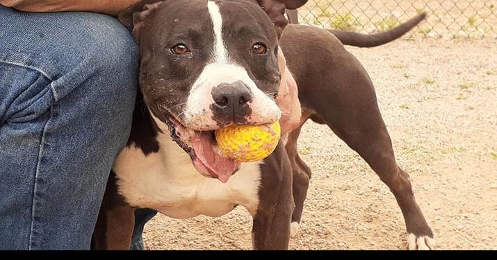Senior animals feel the love at Mohave County Animal Shelter in Kingman ...