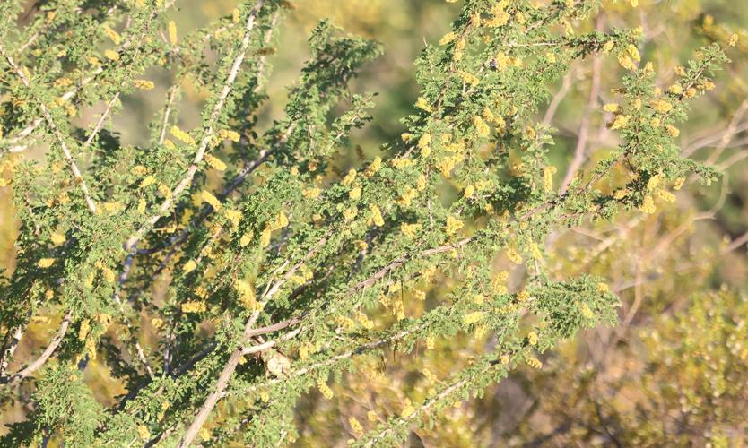 Nature Notes | Catclaw: Natures way of insisting that you stick around ...