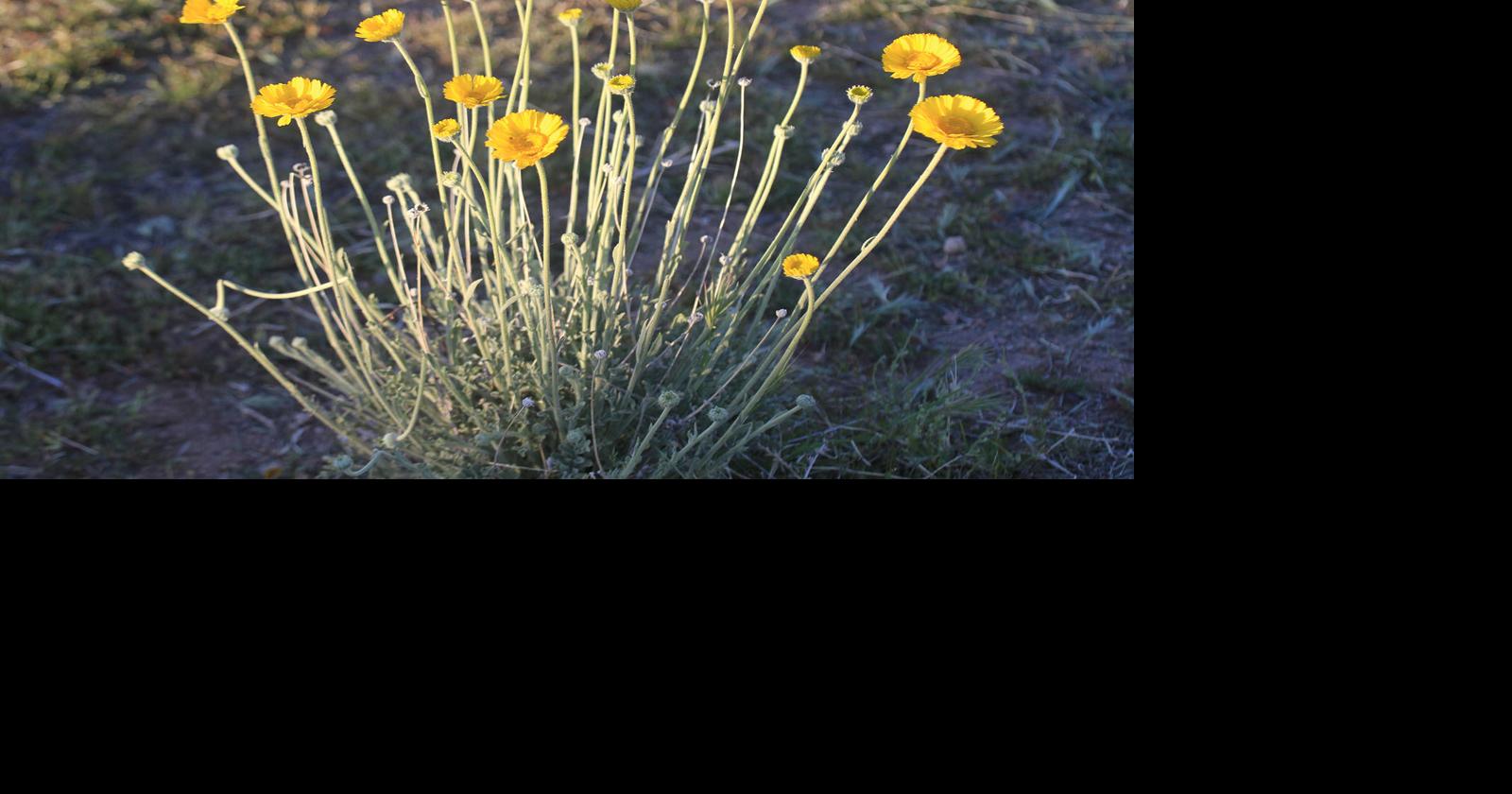 Nature notes | Desert Marigold: Golden-yellow blooms all over the ...
