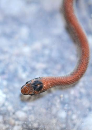 Nature Notes | Western ground snake or Sonora semiannulata | Features ...