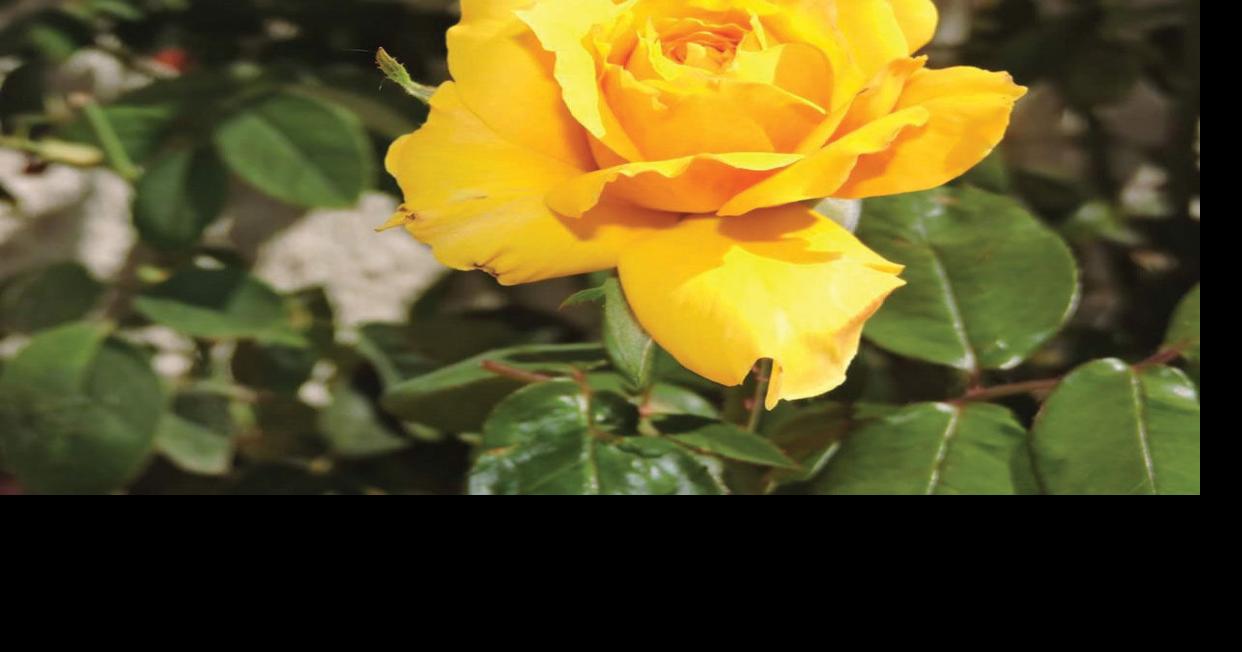 Kingman Photo | Yellow roses: A symbol of friendship | Features ...