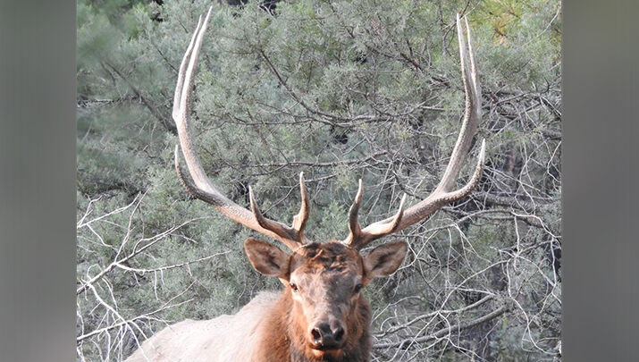 Northern Arizona elk hunt provides lots of excitement | | kdminer.com