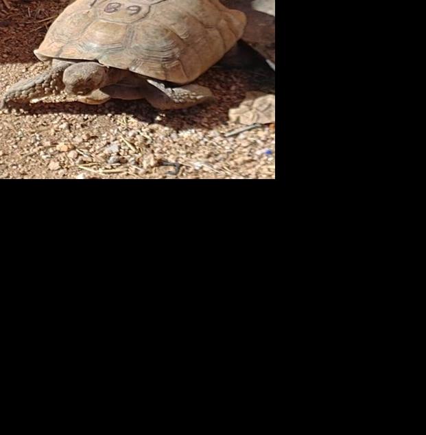AZ Game & Fish looking for homes to adopt desert tortoises | News ...